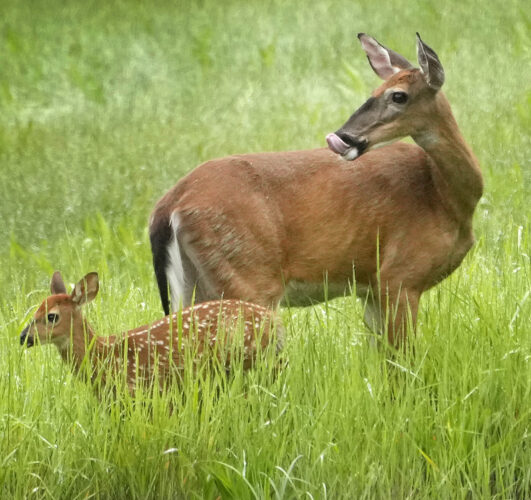 Now is the time to fill doe tags, and here’s why so | News, Sports ...